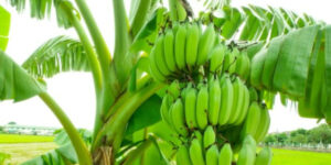 How Many Bananas Are in a Bunch? - Journal of Bananas